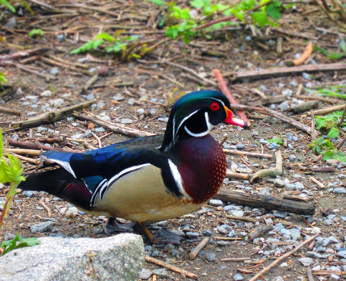 Reifel Migratory Bird Sanctuary - My Adventure Stories and Photos