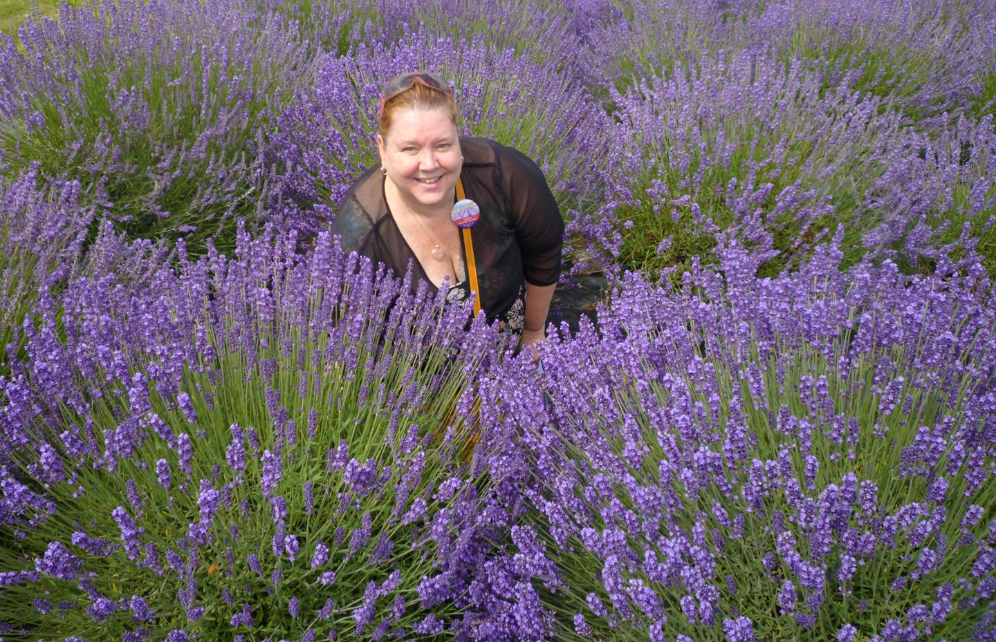 Lavender Festival & Hurricane Ridge - My Adventure Stories and Photos